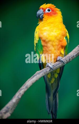 Sun conure (Aratinga solstitialis), adult couple on branch, captive ...