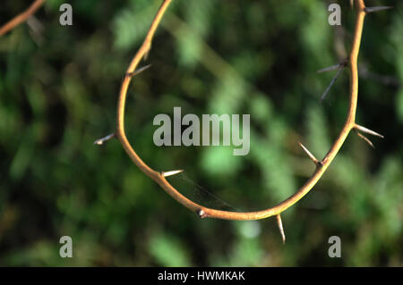 Thorns, In plant morphology, thorns, spines, and prickles (Copyright ...