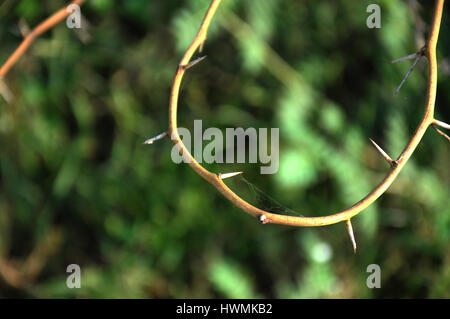 Thorns, In plant morphology, thorns, spines, and prickles (Copyright ...