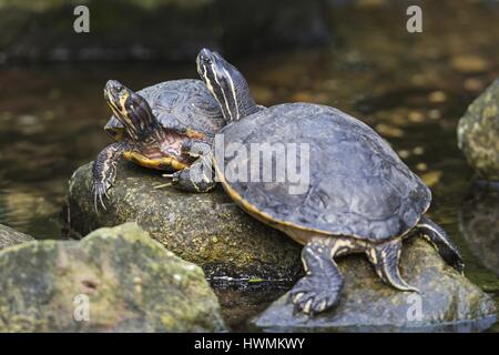 Yellow bellied cooter Trachemys scripta scripta in a pond in Bonita ...