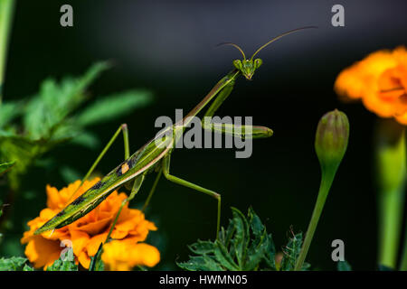 Zebra Praying Mantis on a Yellow Sunflower Stock Photo - Alamy