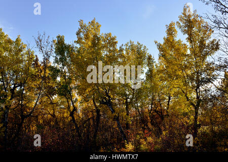 Autumn colors, Prairies of Canada Stock Photo - Alamy