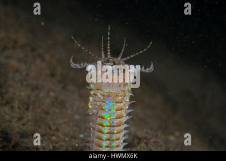 Bobbit worm (Eunice aphroditois) coming out burrow at night, Sulu Sea ...