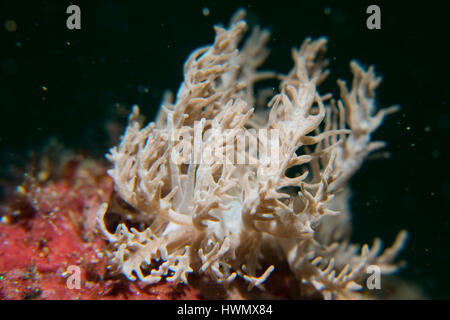Phyllodesmium pinnatum nudibranch, Anilao, Philippines Stock Photo - Alamy