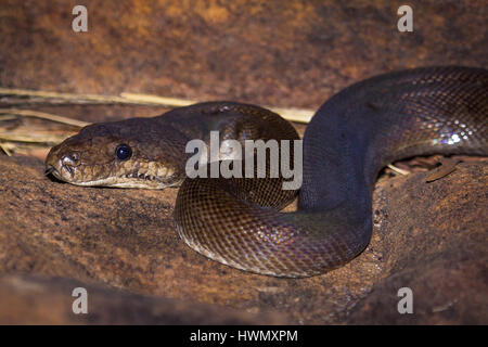 Olive python (Liasis olivaceus Stock Photo - Alamy