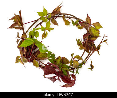 Decorative plant Maiden grapes on stone wall. Fast-growing deciduous ...