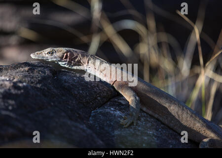Kimberley Rock Monitor Stock Photo - Alamy