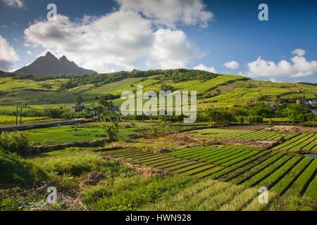 Mauritius, Southern Mauritius, Bambous Virieux, farm fields Stock Photo ...