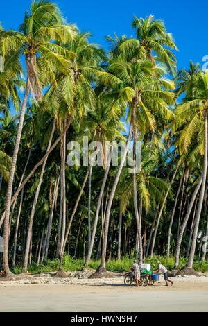 Palm beach, Ngapali Beach, Thandwe, Rakhine Coast, Bay of Bengal, Burma ...
