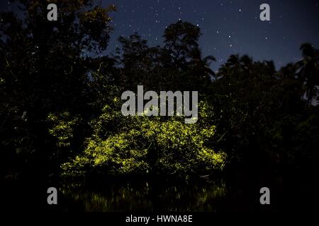 Fireflies by the River in the Night Stock Photo: 104479778 - Alamy