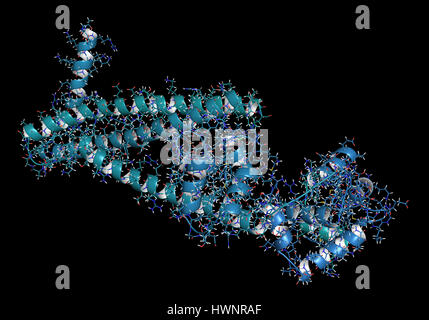 Troponin, 3D rendering: structure of the human cardiac troponin core ...