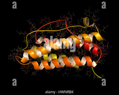 Erythropoietin Molecular model of the human erythropoietin (EPO ...