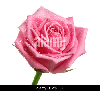 Pink rose flower head isolated on white background cutout Stock Photo ...