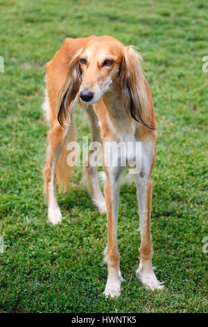 Dog Saluki / Persian Greyhound puppy sitting portrait Stock Photo - Alamy