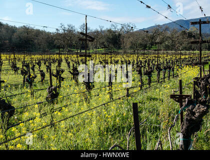 Barren grape vines in a field of yellow mustards in Napa valley ...