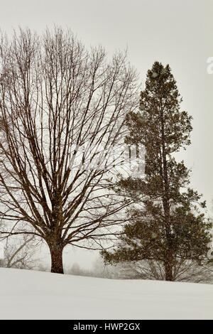 Winter snow, Buchanan Park, Lancaster, Pennsylvania, USA Stock Photo ...