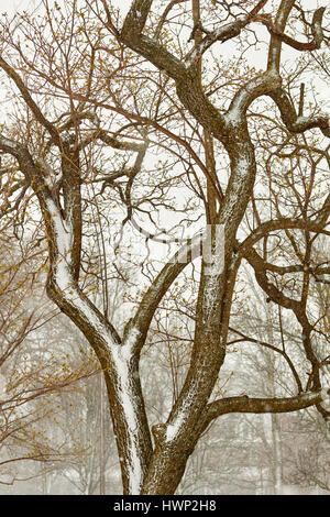 Winter snow, Buchanan Park, Lancaster, Pennsylvania, USA Stock Photo ...