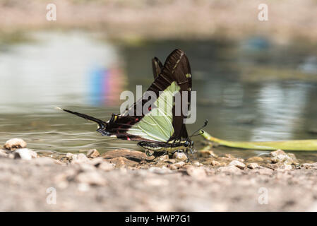 A Thick-bordered Kite Swallowtail (Eurytides dioxippus) from Chiapas State, Mexico Stock Photo ...