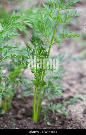 Close up of vegetable plant plants Leeks leek Pandora allium variety ...