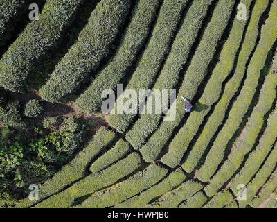Guizhou, China. 22nd Mar, 2017. Scenery of tea plantations in Pu'an ...