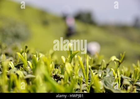 Guizhou, China. 22nd Mar, 2017. Scenery of tea plantations in Pu'an ...