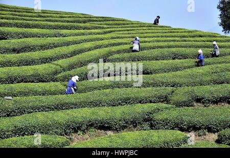 Guizhou, China. 22nd Mar, 2017. Scenery of tea plantations in Pu'an ...