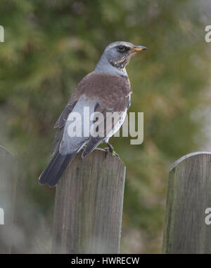 FIELDFARE in garden 2017 Stock Photo - Alamy