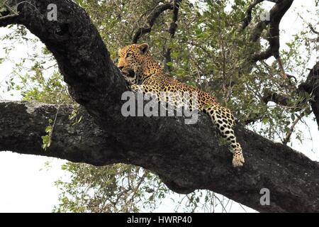 baby leopard on the branch Stock Photo - Alamy