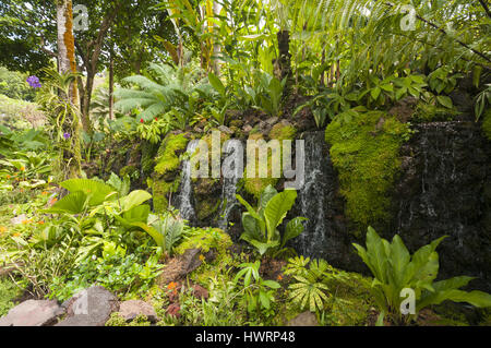 Tropical water feature with plants at Singapore Botanic Gardens Stock ...
