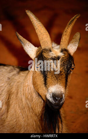 Black and white goat fur close-up texture with striped animal coat ...