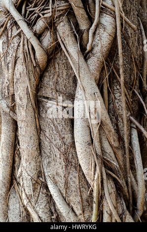 Banyan tree trunk close up, showing detailed texture of the bark for ...