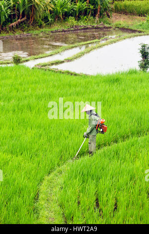 Indian man spraying a rice crop with pesticide. Andhra Pradesh, India ...
