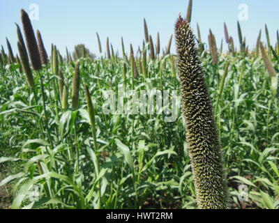bajra field, village, India Stock Photo - Alamy