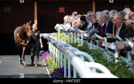 PRE PARADE RING YORK RACECOURSE YORK RACECOURSE YORK ENGLAND 14 May ...