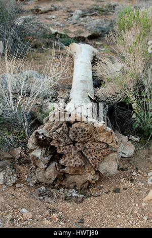 Fallen Joshua Tree Stock Photo - Alamy