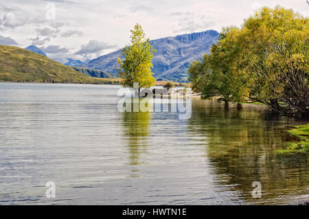 Poplar tree in Glendhu Bay on Lake Wanaka near Mount Aspiring National ...