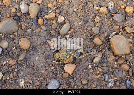 Dead common frog - Rana temporaria - on wet road after heavy rain in UK ...