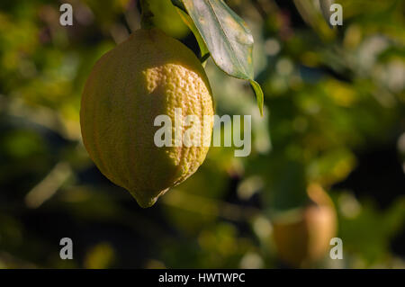 Lemon tree bearing fruit (citrus limon) with chives growing around the ...