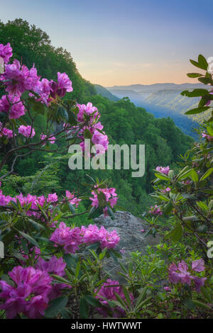 Pink Rhododendron Blooms In Lush Green Foliage Close-Up Spring Garden ...