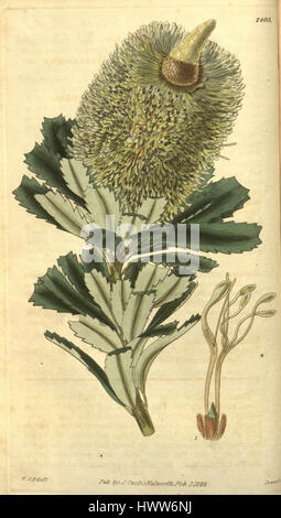This botanical illustration depicts a Banksia marcescens, commonly ...
