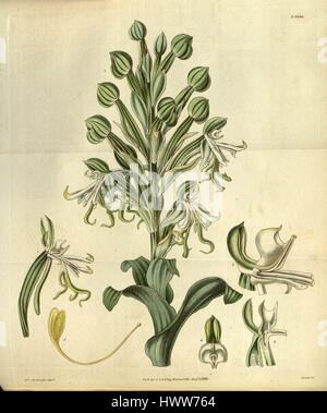 Bonatea speciosa, an orchid species featured in Curtis' Botanical ...