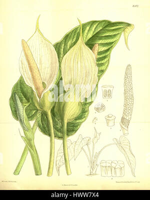 This illustration from 'The Anatomy of Plants' provides a detailed ...