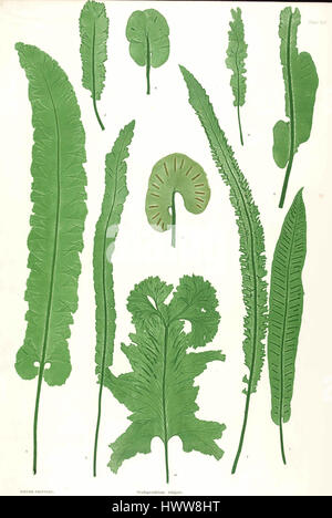 Asplenium scolopendrium, also known as the Hart's Tongue Fern, is ...