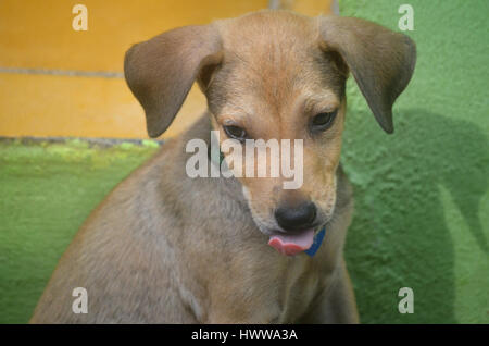 Really cute Arubian cunucu dog licking his chops with his pink tongue ...