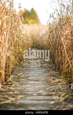 wooden bridge in a meadow, blue sky Stock Photo - Alamy
