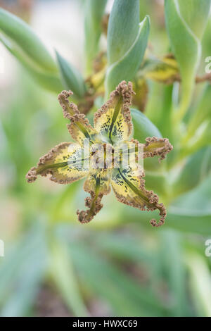 Ferraria Divaricata Flower Stock Photo - Alamy