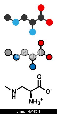 beta-Methylamino-L-alanine (BMAA) toxic amino acid molecule. Produced ...