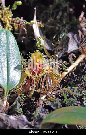 A miniature wild orchid (Bulbophyllum dayanum) growing on a rock in the ...