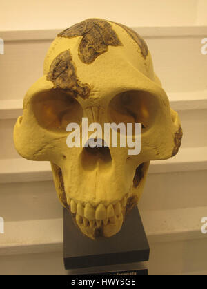 Australopithecus afarensis, an early hominid species, is known for its ...