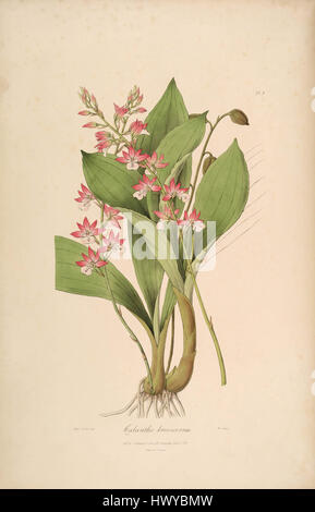 This botanical illustration, 'Calanthe brevicornu', is plate 9 from the ...